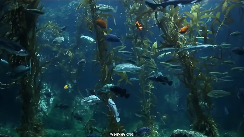 Live Underwater Ocean Scenes Live Underwater Hi Res Stock Photography