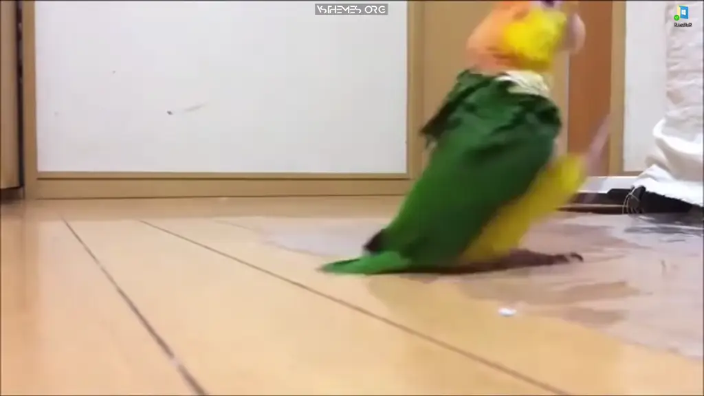 Live wallpaper March of the Cartoon Parrot download on VSThemes.org