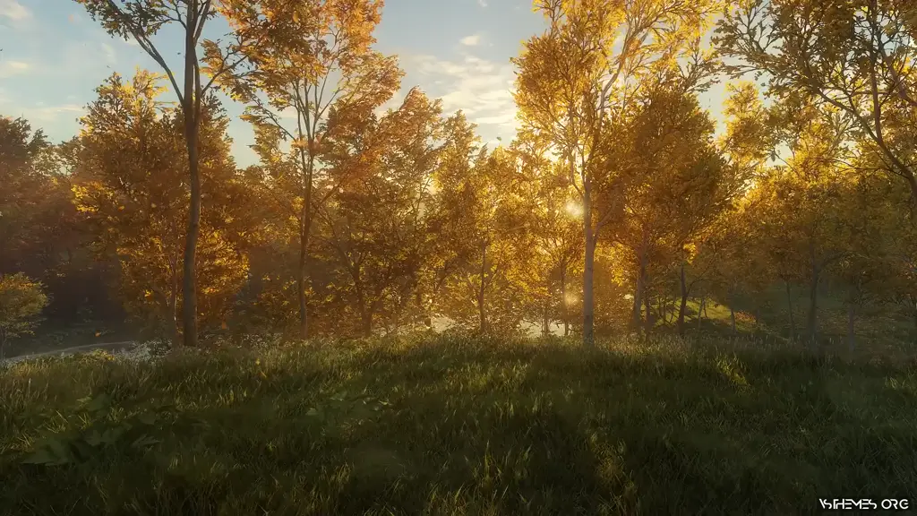 Live wallpaper Gold forest download on VSThemes.org