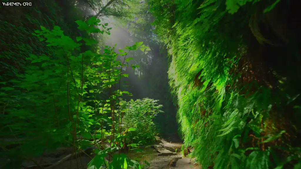 Jungle Live Wallpapers Forest Live Wallpaper App On The Amazon