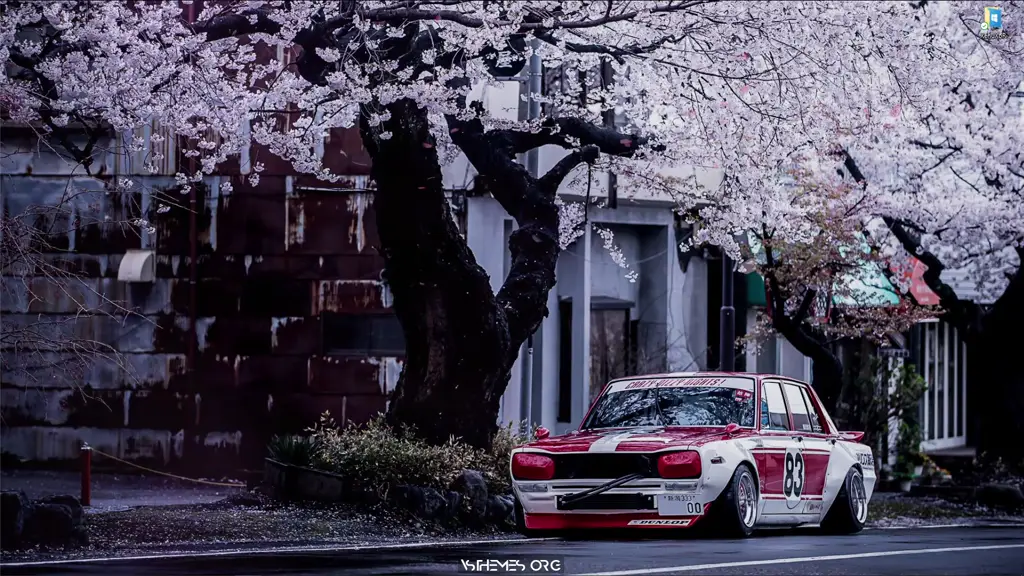 Сакура машина обои | Yaplakal.org