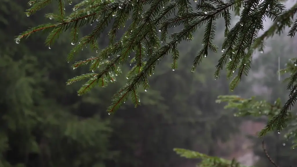 Live wallpaper Pine branches in the rain download on VSThemes.org