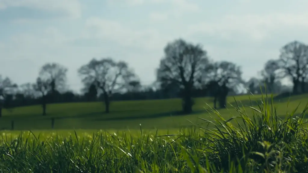 Live wallpaper Calm morning grass download on VSThemes.org