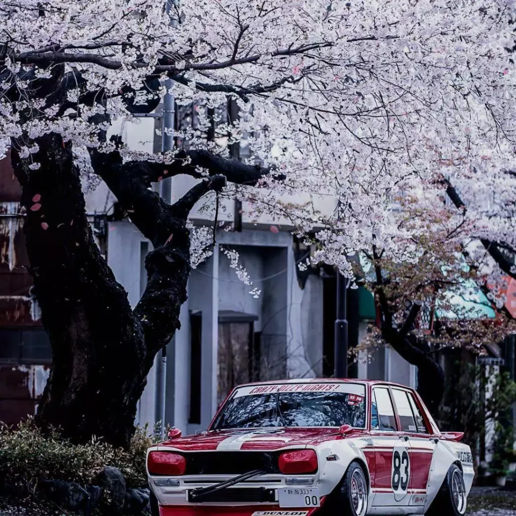 Live wallpaper JDM - a car under sakura download on VSThemes.org