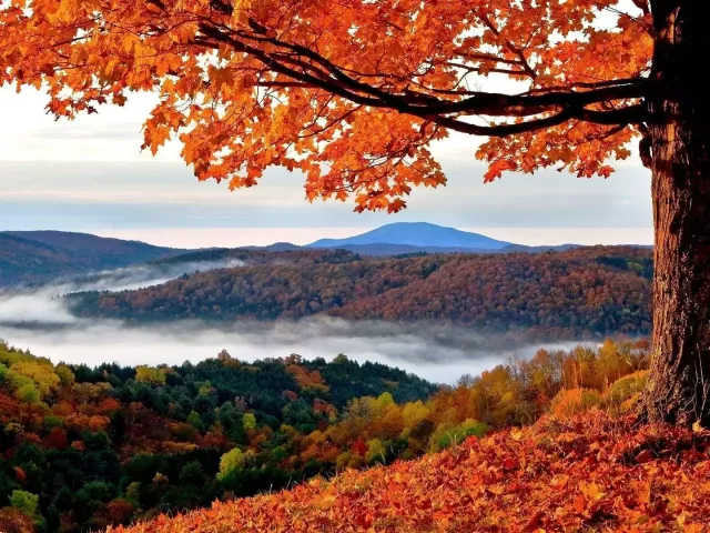 Windows Theme packages (200+)