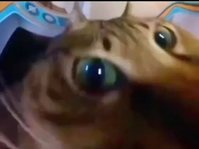 Live wallpaper Cat eats chips, Windows 10 download on VSThemes.org