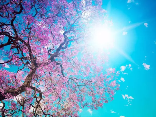 Windows Theme packages (200+)