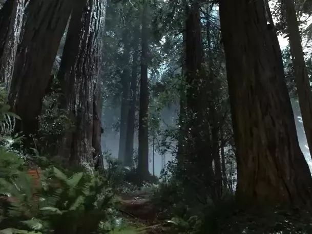 Live wallpaper Sakura and raindrops download on VSThemes.org