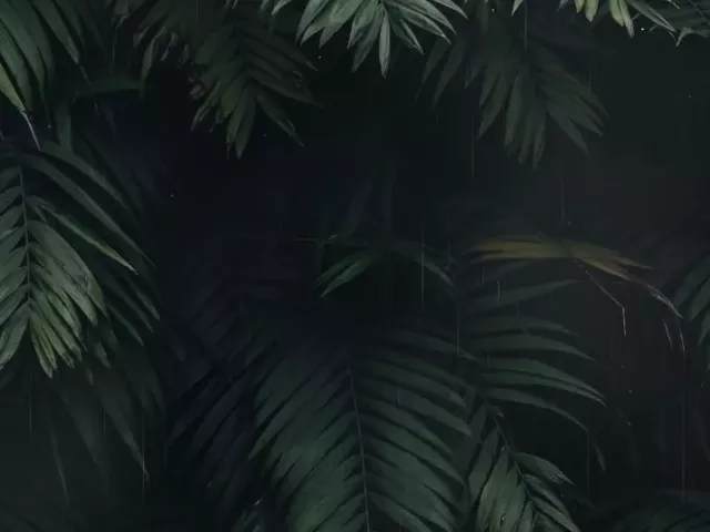 Live wallpaper M7 - Tree download on VSThemes.org
